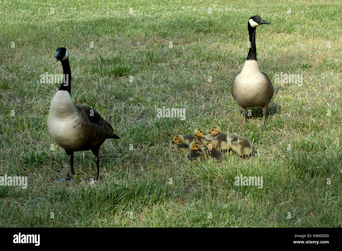 Canada geese couple with goslings on land Stock Photo - Alamy