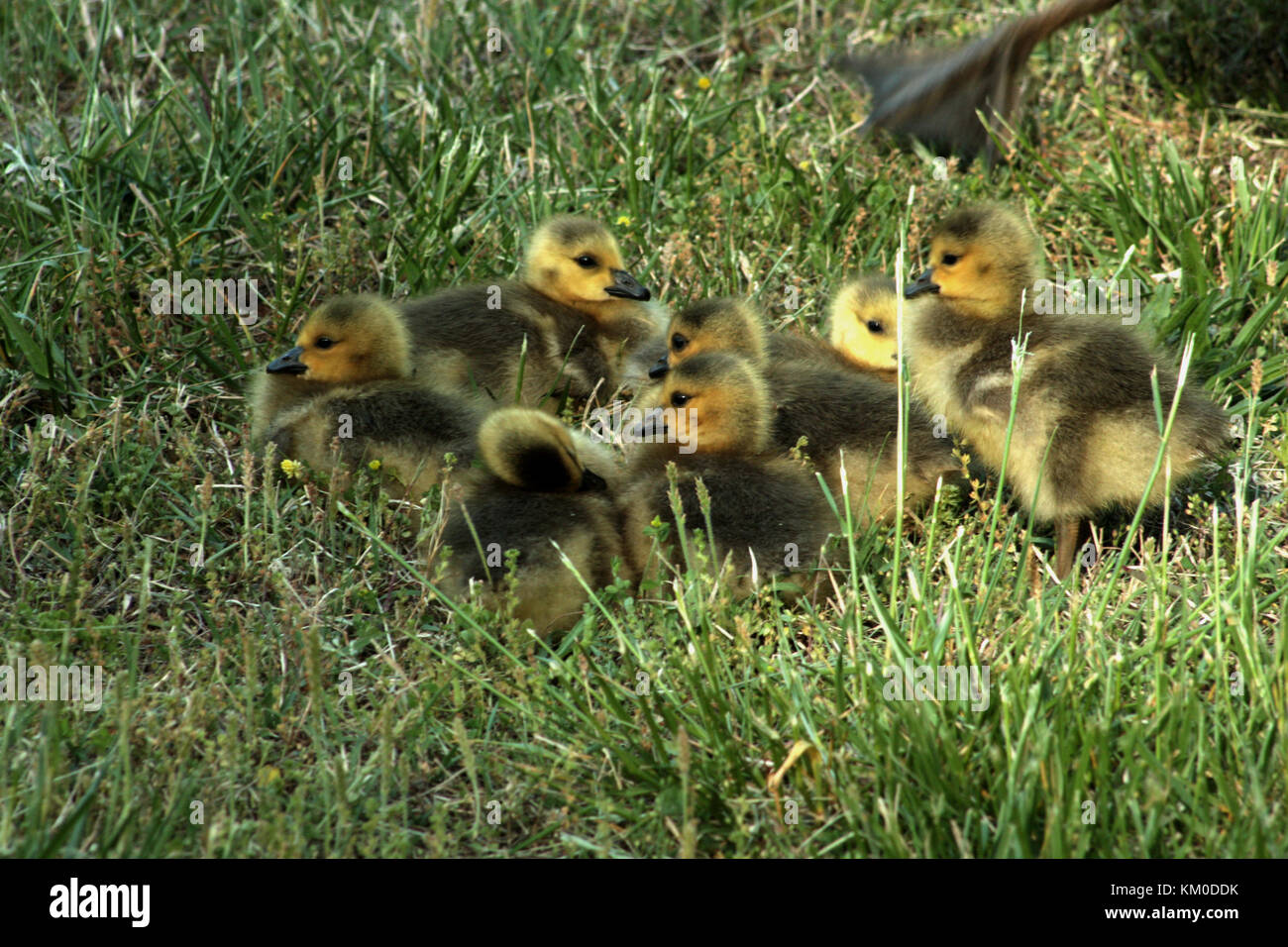 Canada geese ducklings on grass Stock Photo - Alamy