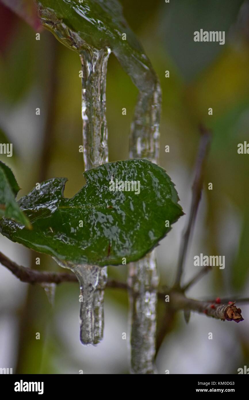 Winter laurel hedge hi-res stock photography and images - Alamy
