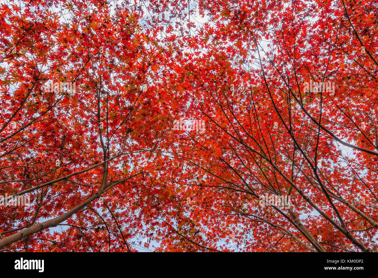 Colorful tree crown in Zhangjiajie Forest Park. China Stock Photo - Alamy