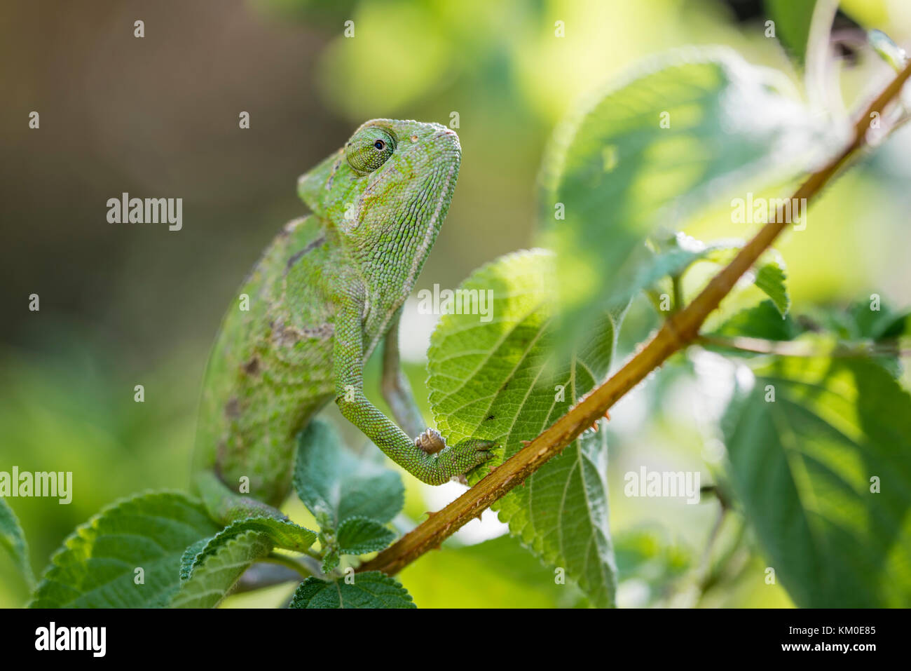 Europaeisches Chamaeleon ,Chamaeleo chamaeleon, Common Chameleon Stock ...