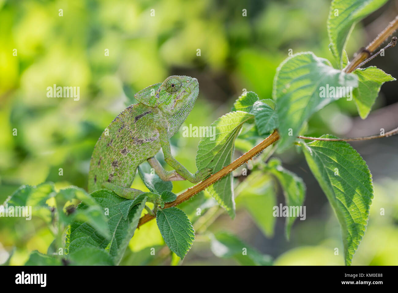 Europaeisches Chamaeleon ,Chamaeleo chamaeleon, Common Chameleon Stock ...