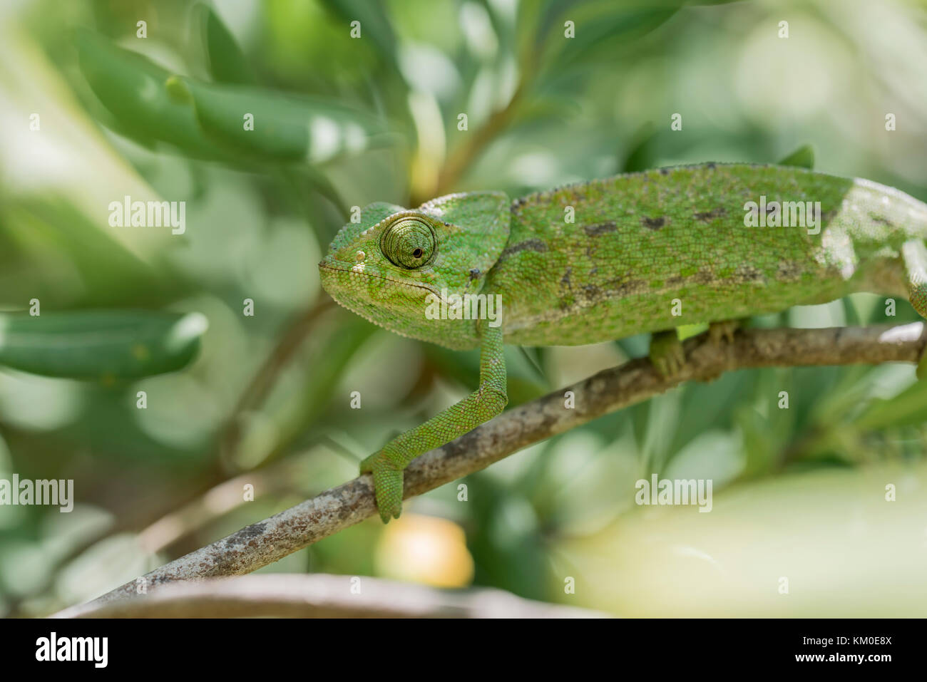 Europaeisches Chamaeleon ,Chamaeleo chamaeleon, Common Chameleon Stock ...