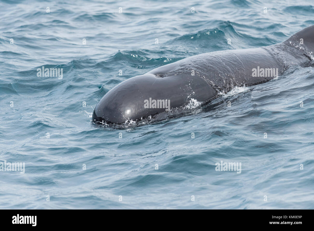 Gewoehnlicher Grindwal,Globicephala melas, Long-Finned Pilot Whale ...