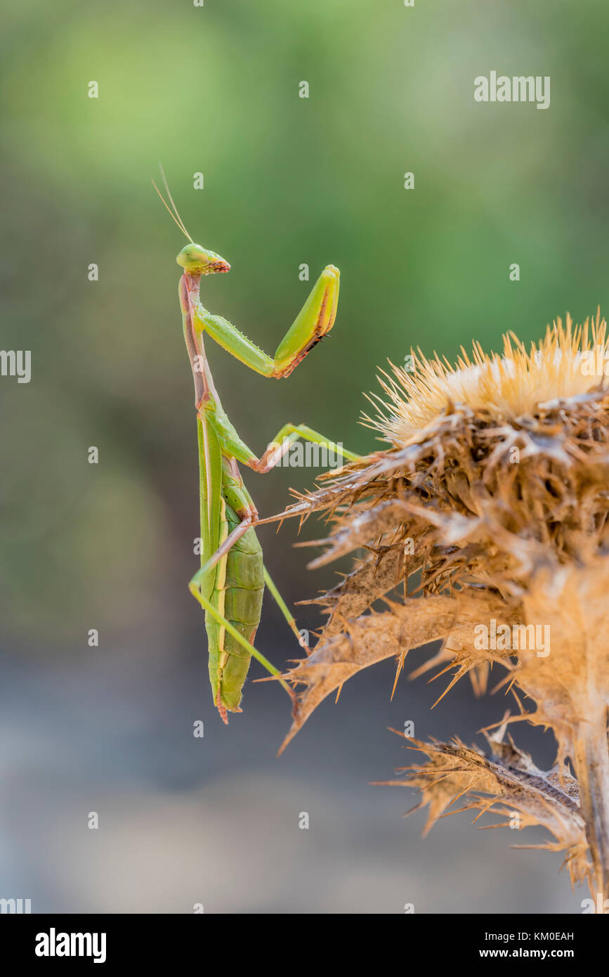 Mittelmeer Gottesanbeterin, Iris oratoria, Mediterranean mantis Stock ...