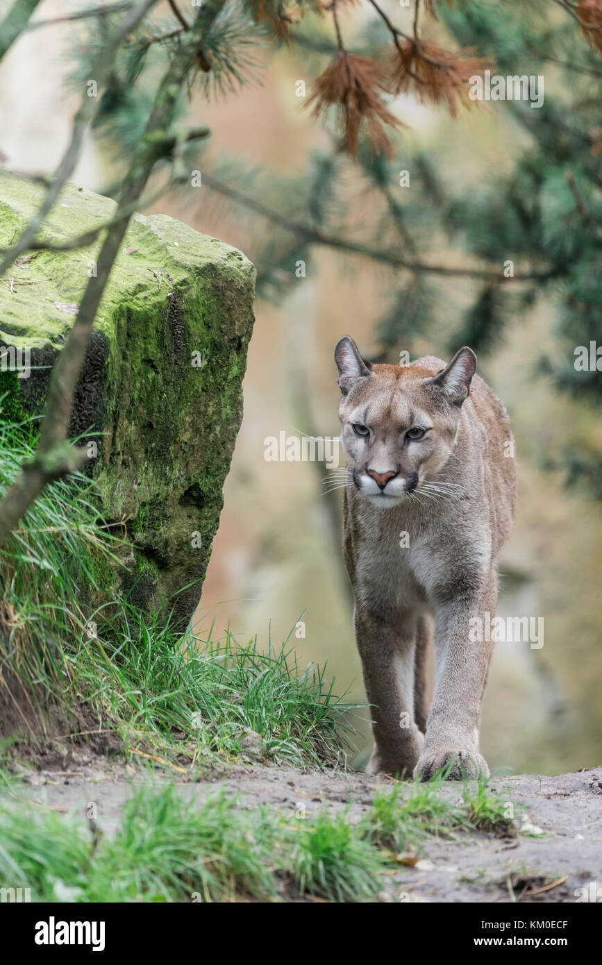 Silberlowe High Resolution Stock Photography and Images - Alamy