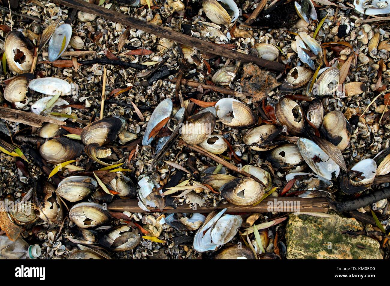 Surf,pebbles and shells Stock Photo - Alamy