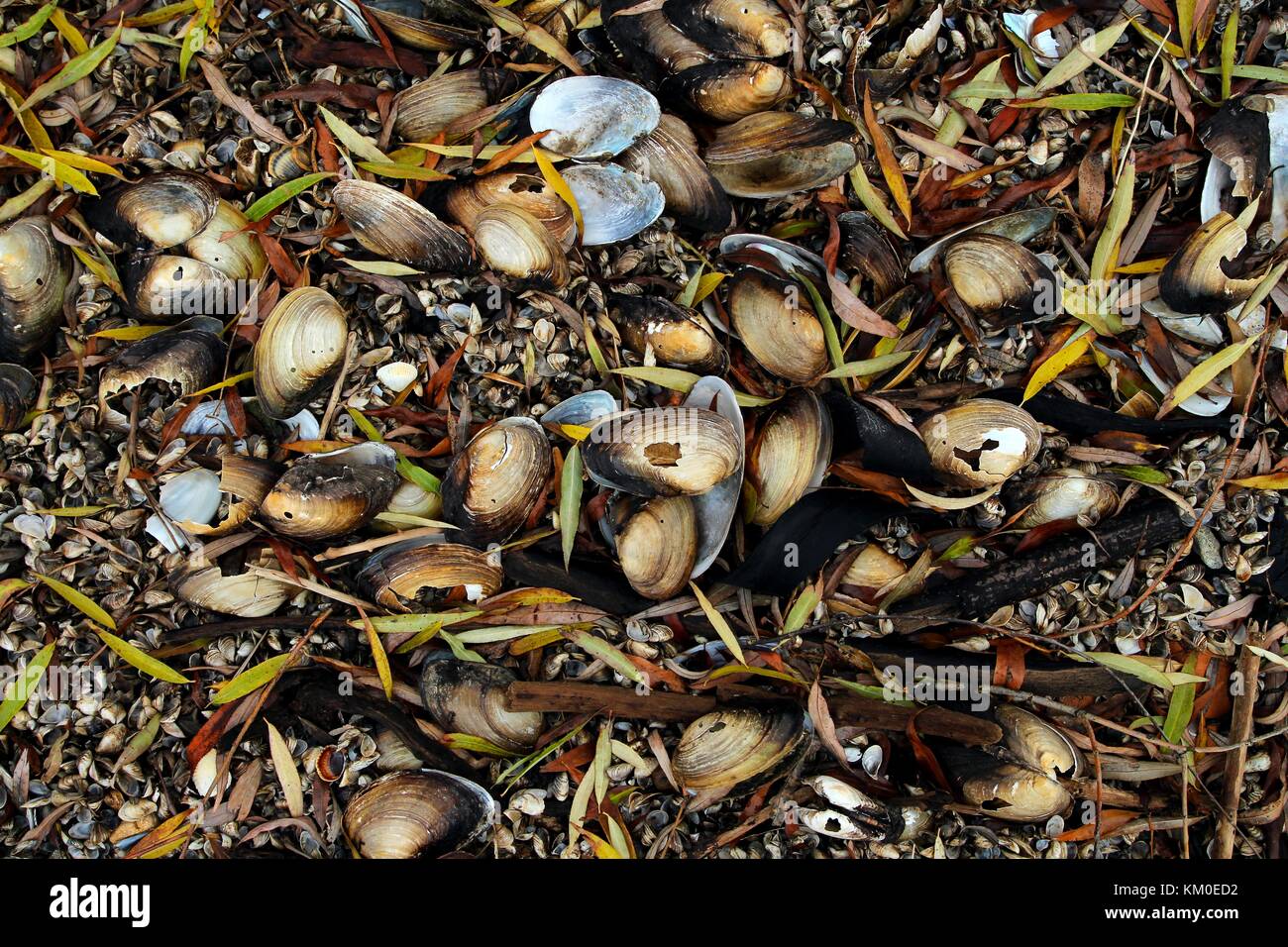 Surf,pebbles and shells Stock Photo - Alamy