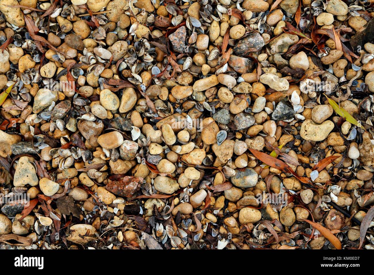 Surf,pebbles and shells Stock Photo - Alamy