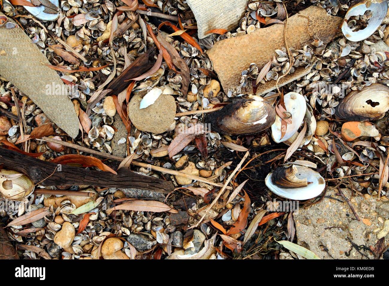 Surf,pebbles and shells Stock Photo - Alamy