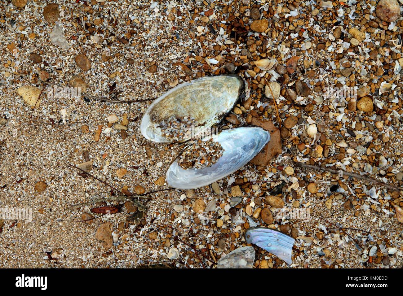Surf,pebbles and shells Stock Photo - Alamy