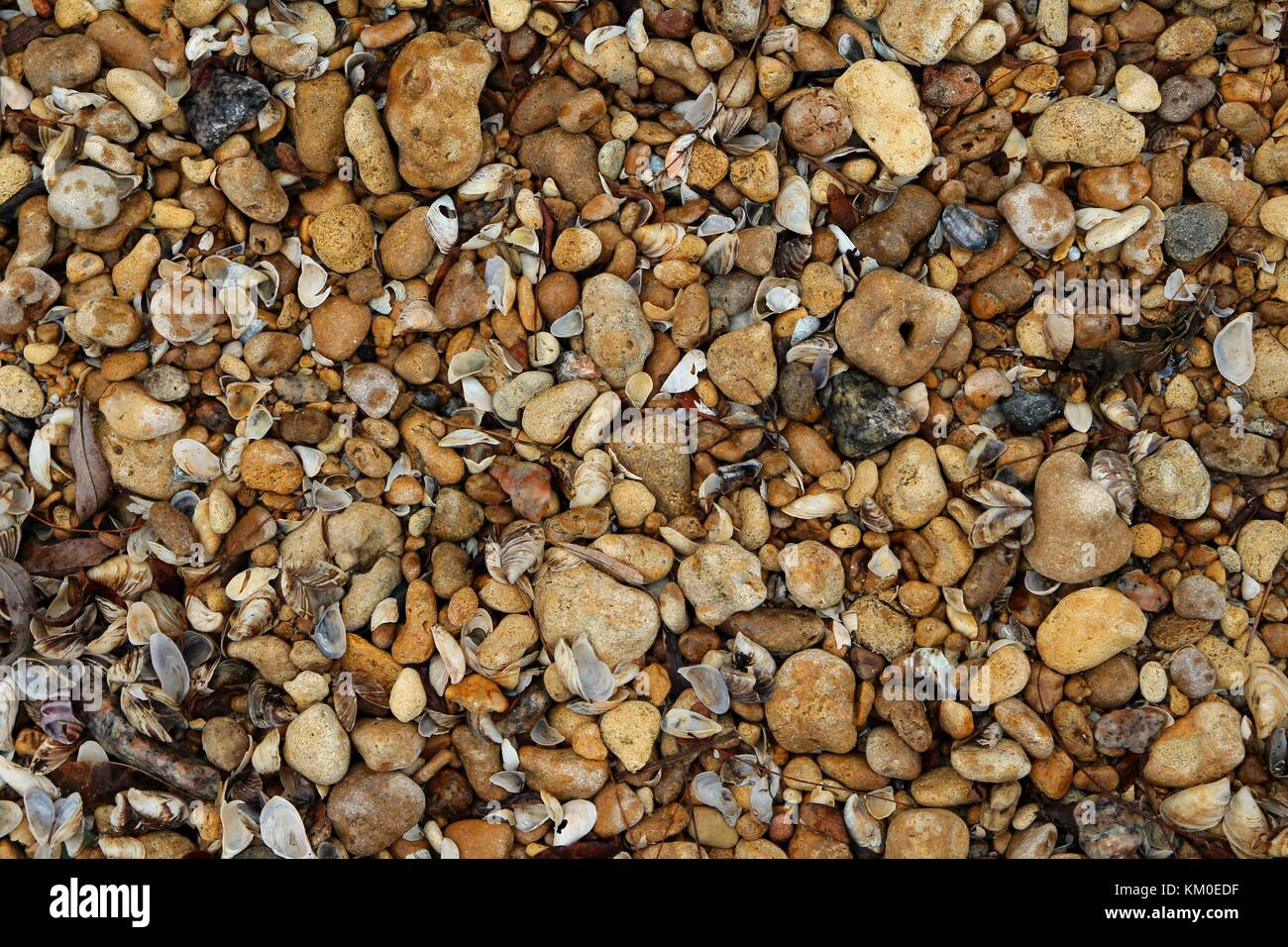 Surf,pebbles and shells Stock Photo - Alamy