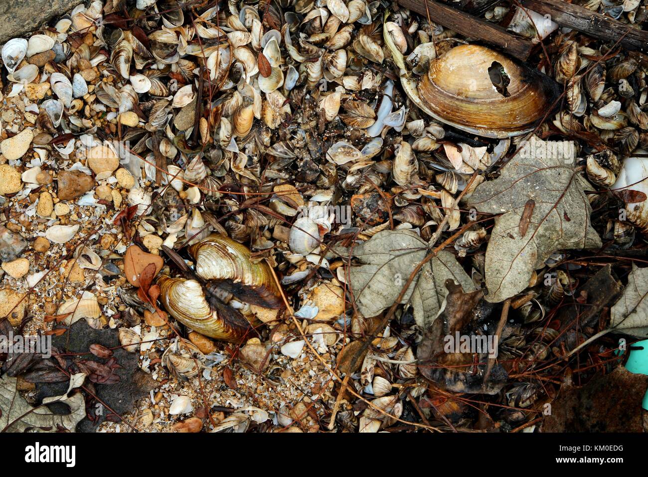 Surf,pebbles and shells Stock Photo - Alamy