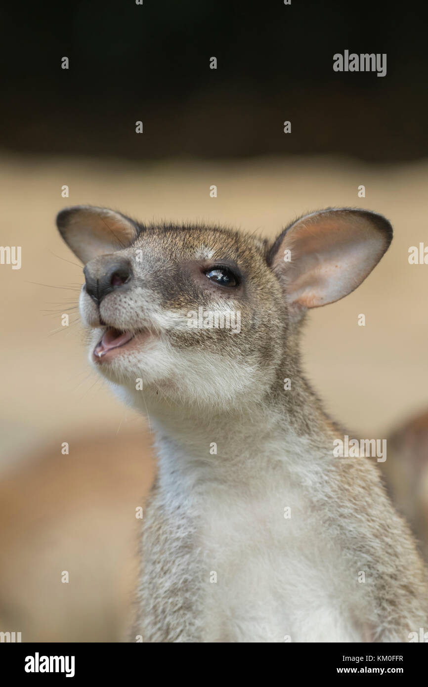 Agile wallaby (Macropus agilis) adult head portrait, Daintree ...