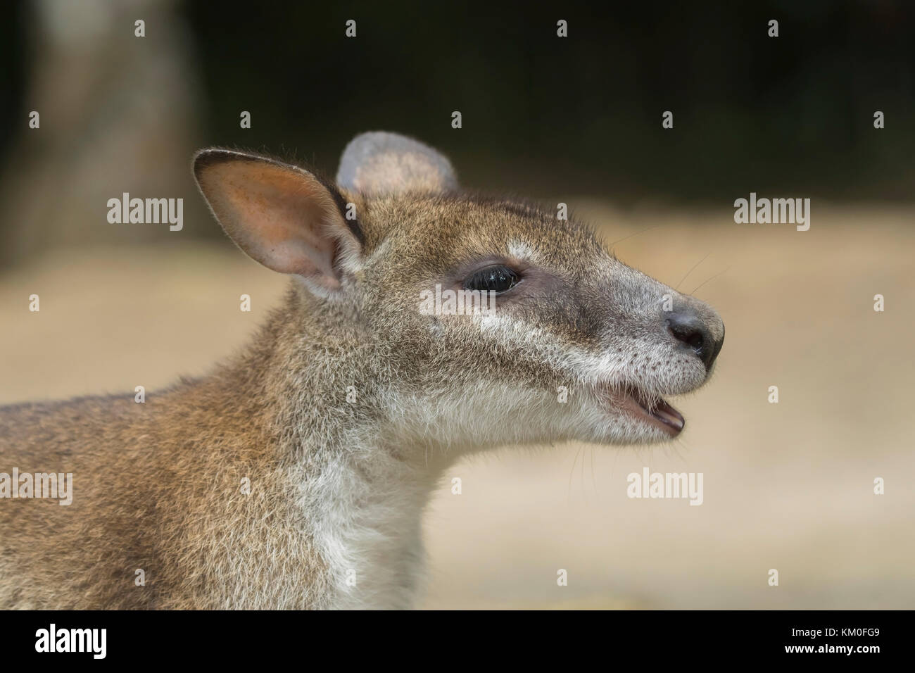 Agile wallaby (Macropus agilis) adult head portrait, Daintree ...