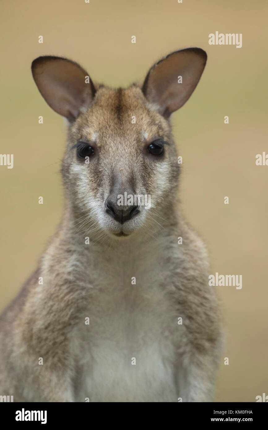 Agile wallaby (Macropus agilis) adult head portrait, Daintree ...