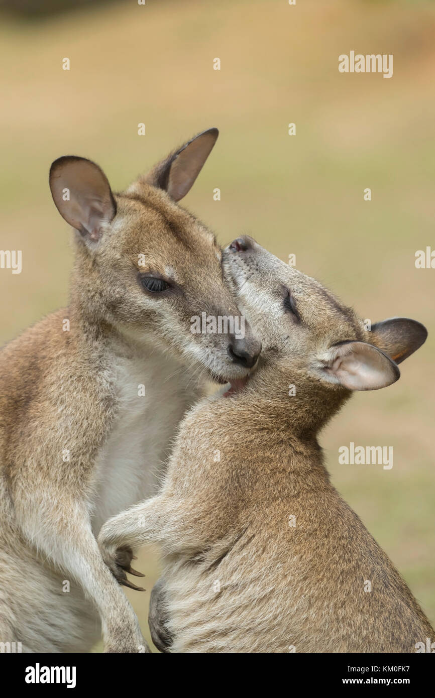 Agile wallaby (Macropus agilis) mother and youngster greeting each ...