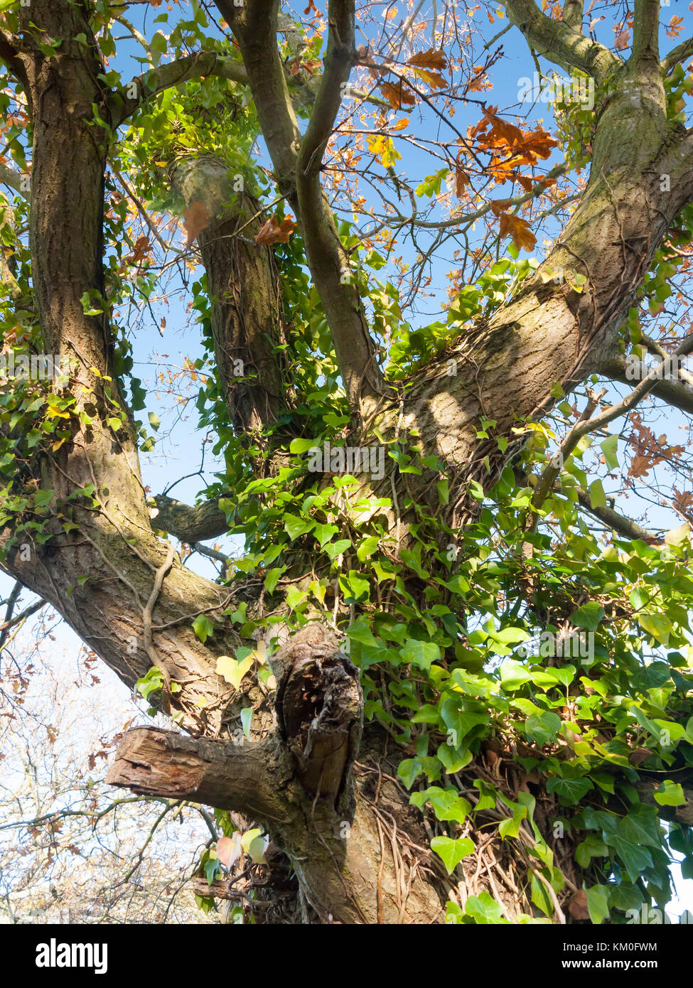 up close ever green ivory leaves growing on tree trunk; essex; england ...