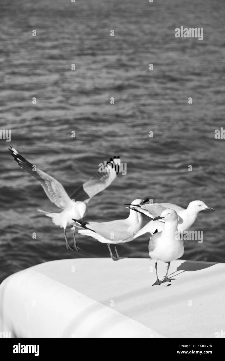 in australia catamaran deck lots of free seagull near the sea Stock ...
