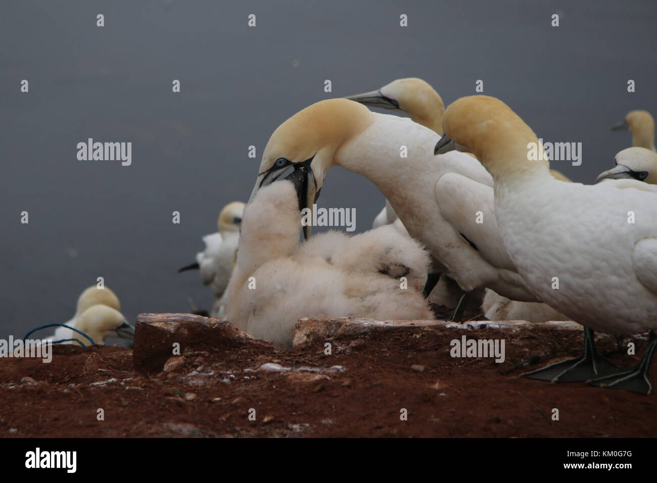 Gannet chick gets fed Stock Photo - Alamy