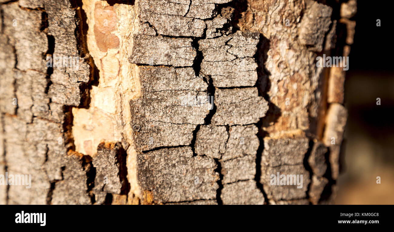 abstract texture of a surface tree like background grain Stock Photo ...