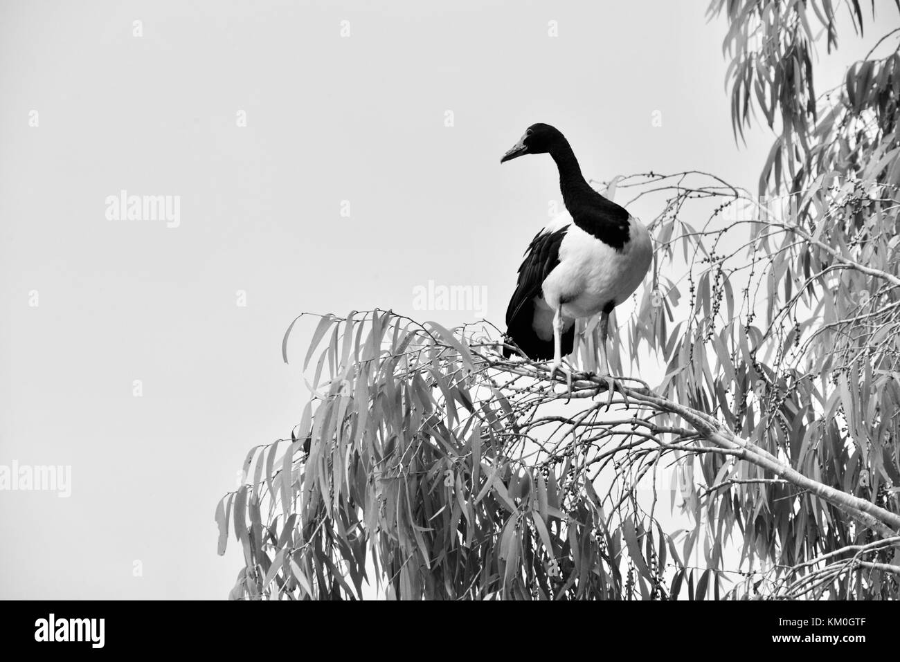 Australian Native Aves Black and White Stock Photos & Images - Alamy
