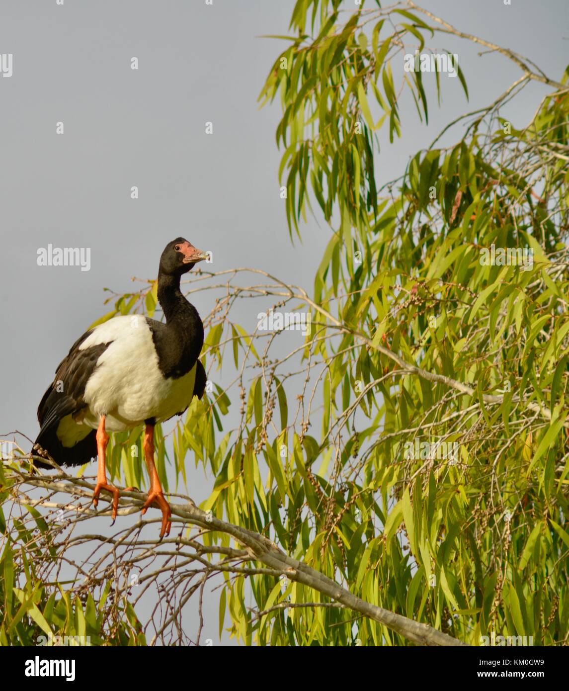 Magpie goose (Anseranas semipalmata) perched in a eucalypt above the ...