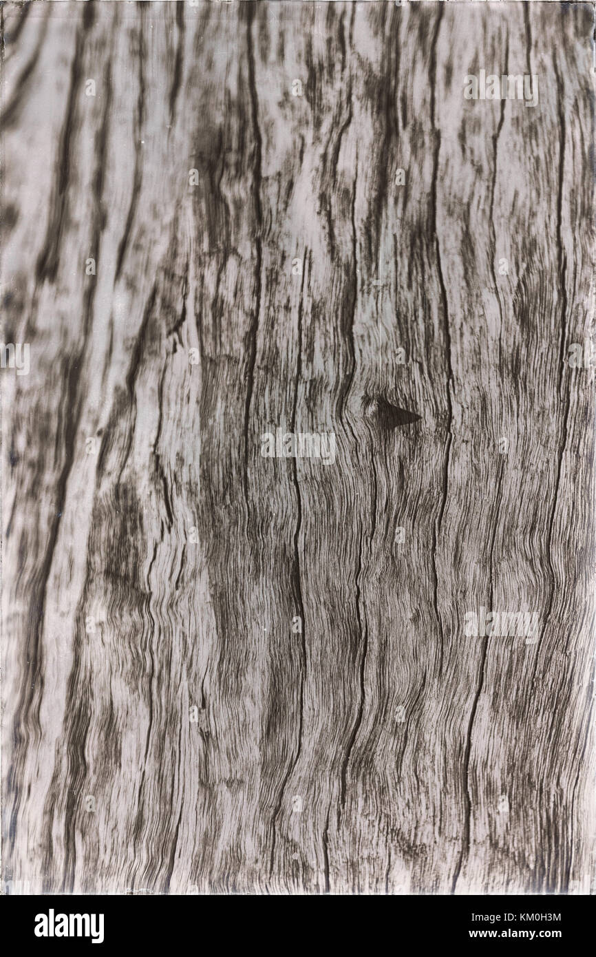 abstract texture of a surface tree like background grain Stock Photo ...