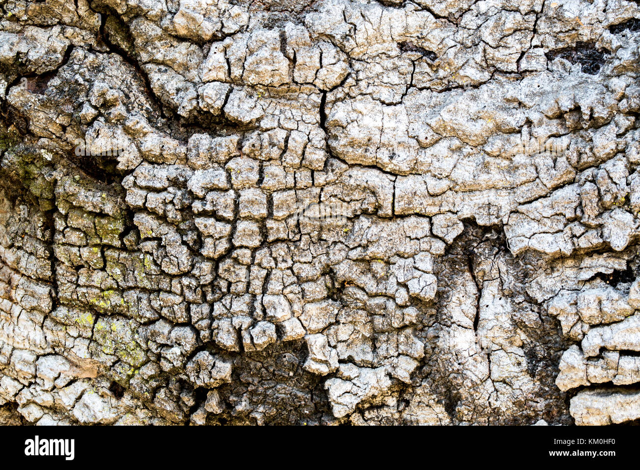 Scaly texture hi-res stock photography and images - Alamy