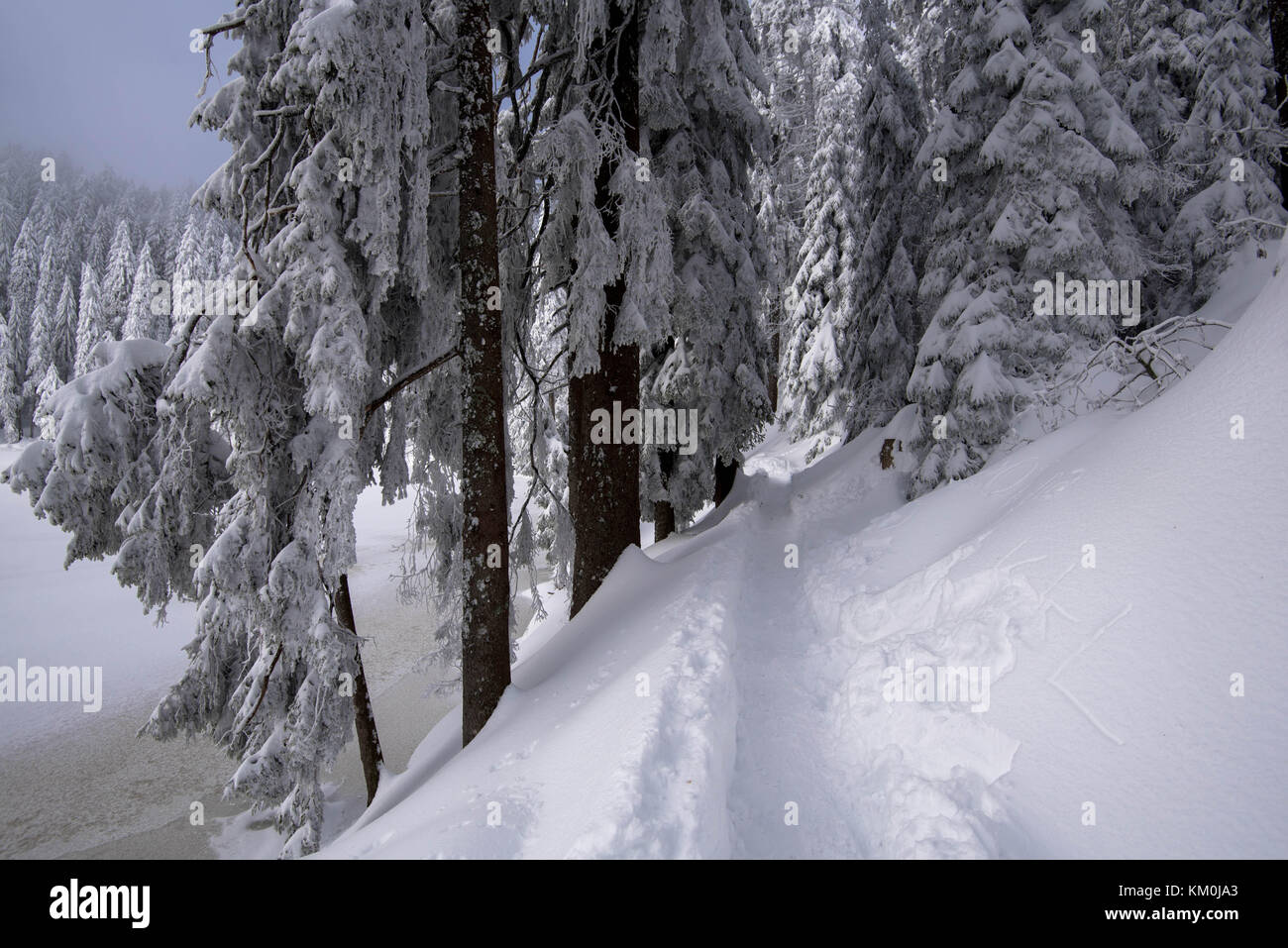 Winter in the Black Forest in Germany Stock Photo - Alamy