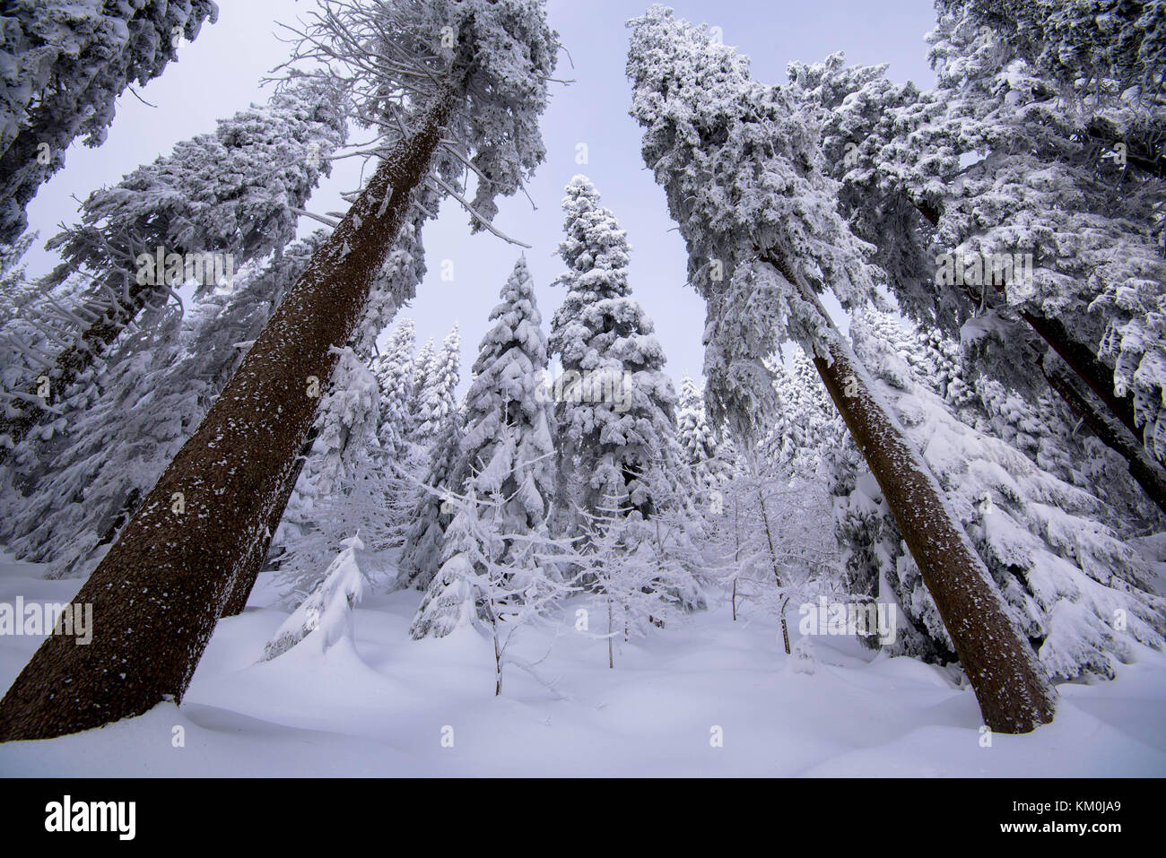 Winter in the Black Forest in Germany Stock Photo - Alamy