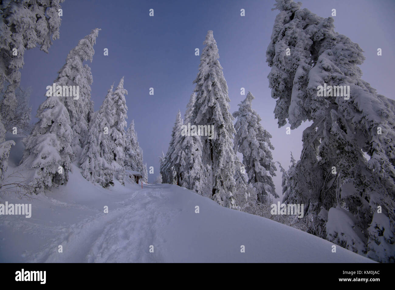 Winter in the Black Forest in Germany Stock Photo - Alamy