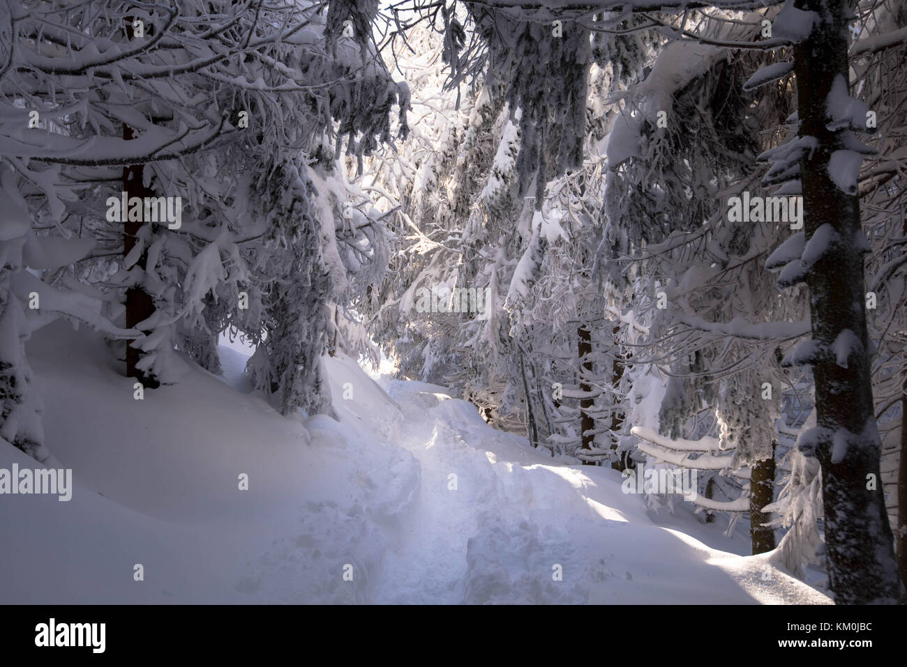 Winter in the Black Forest in Germany Stock Photo - Alamy
