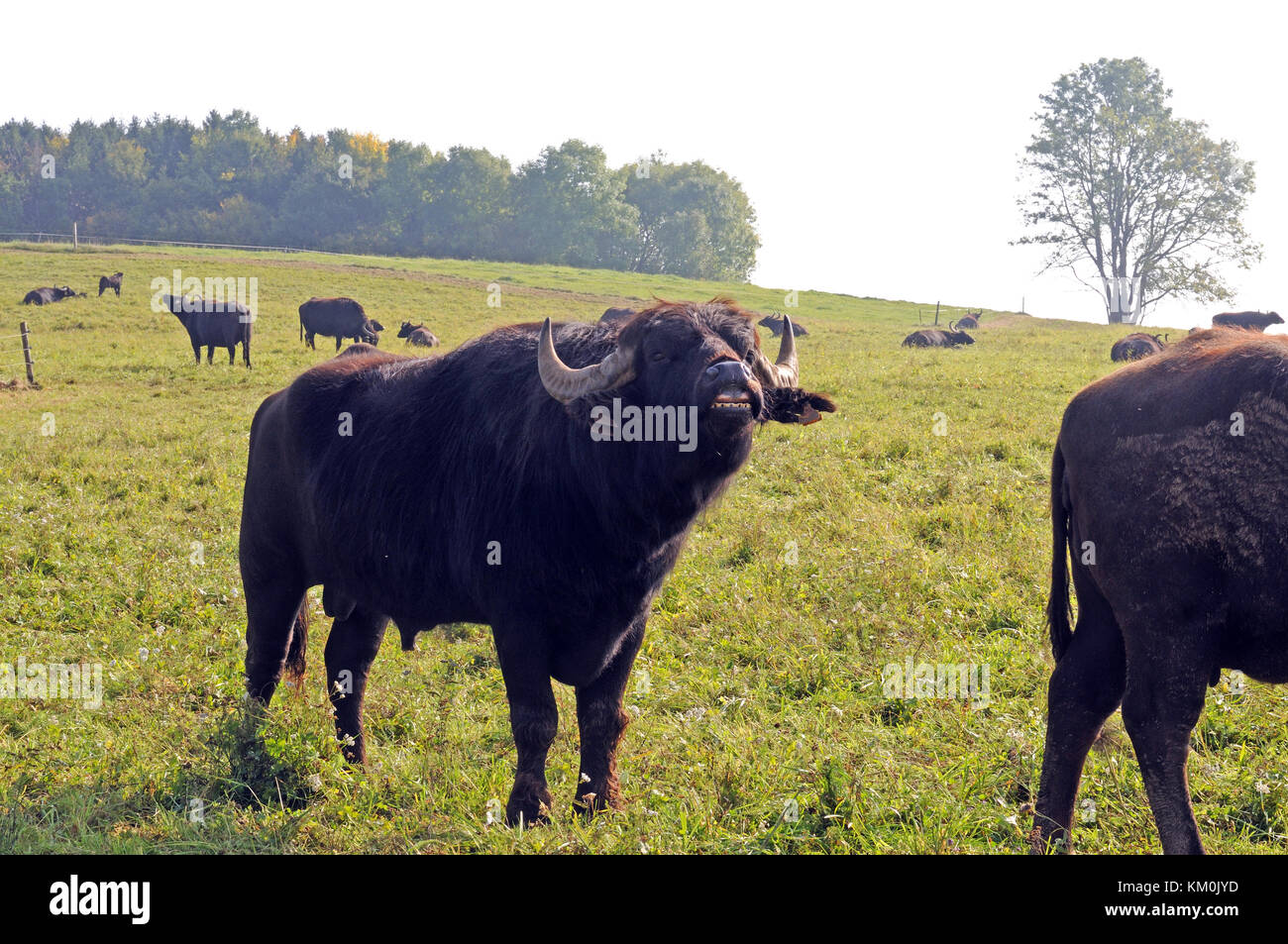 flehmening male water buffalo Stock Photo - Alamy