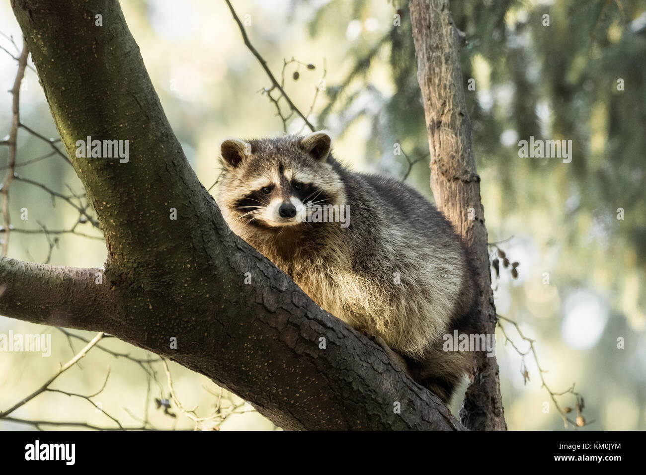A raccoon on a tree Stock Photo - Alamy
