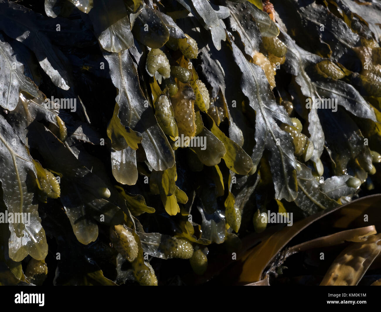Seaweed bladder wrack close up hi-res stock photography and images - Alamy