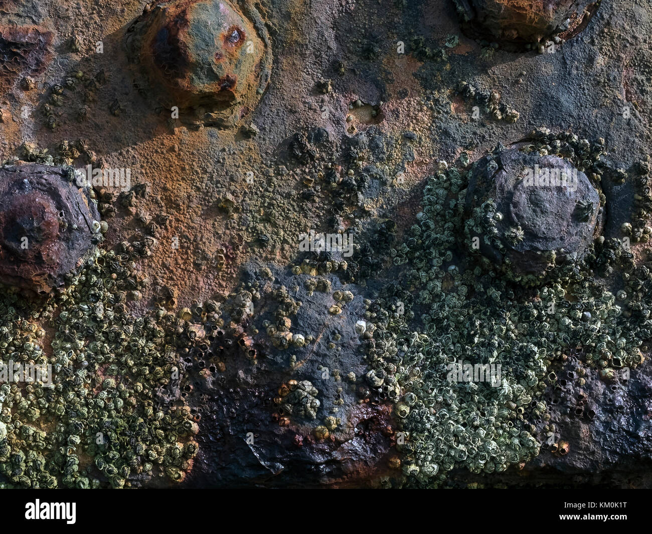 Barnacle clusters on a rusting post on the beach Stock Photo - Alamy