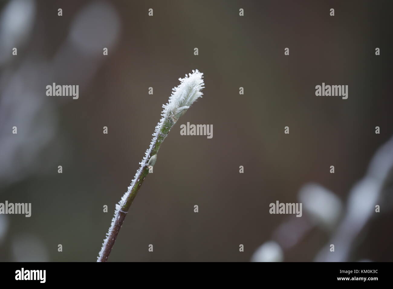Frost plants hi-res stock photography and images - Alamy