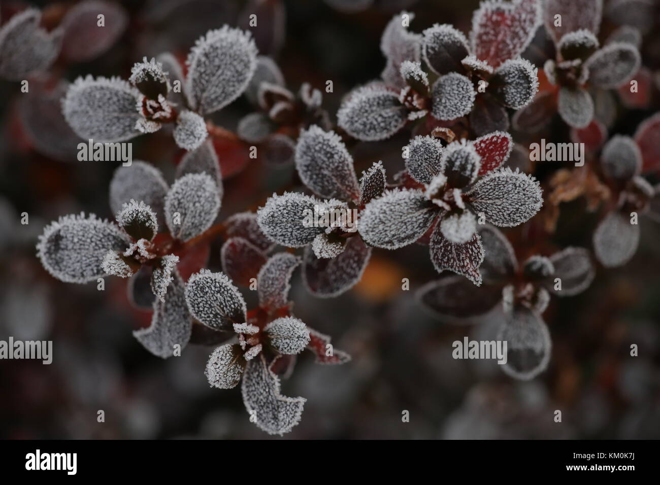 Frost plants hi-res stock photography and images - Alamy