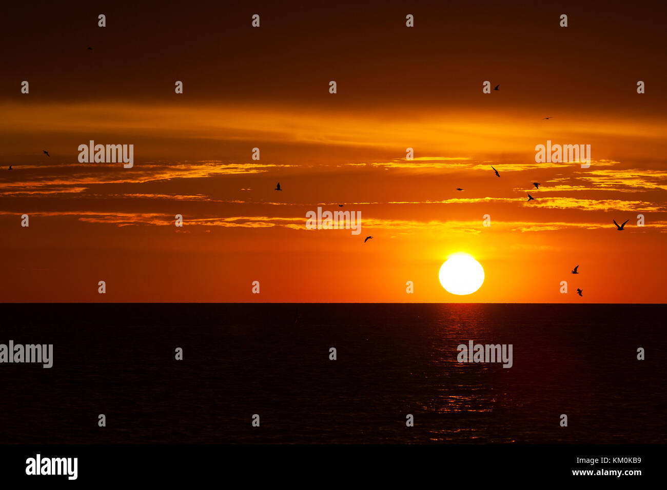 A sunset with a big sun, orange sky and birds silhouetted in the sky ...