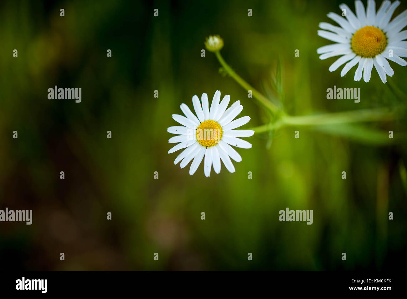 Beautiful wild Daisy close-up Stock Photo - Alamy