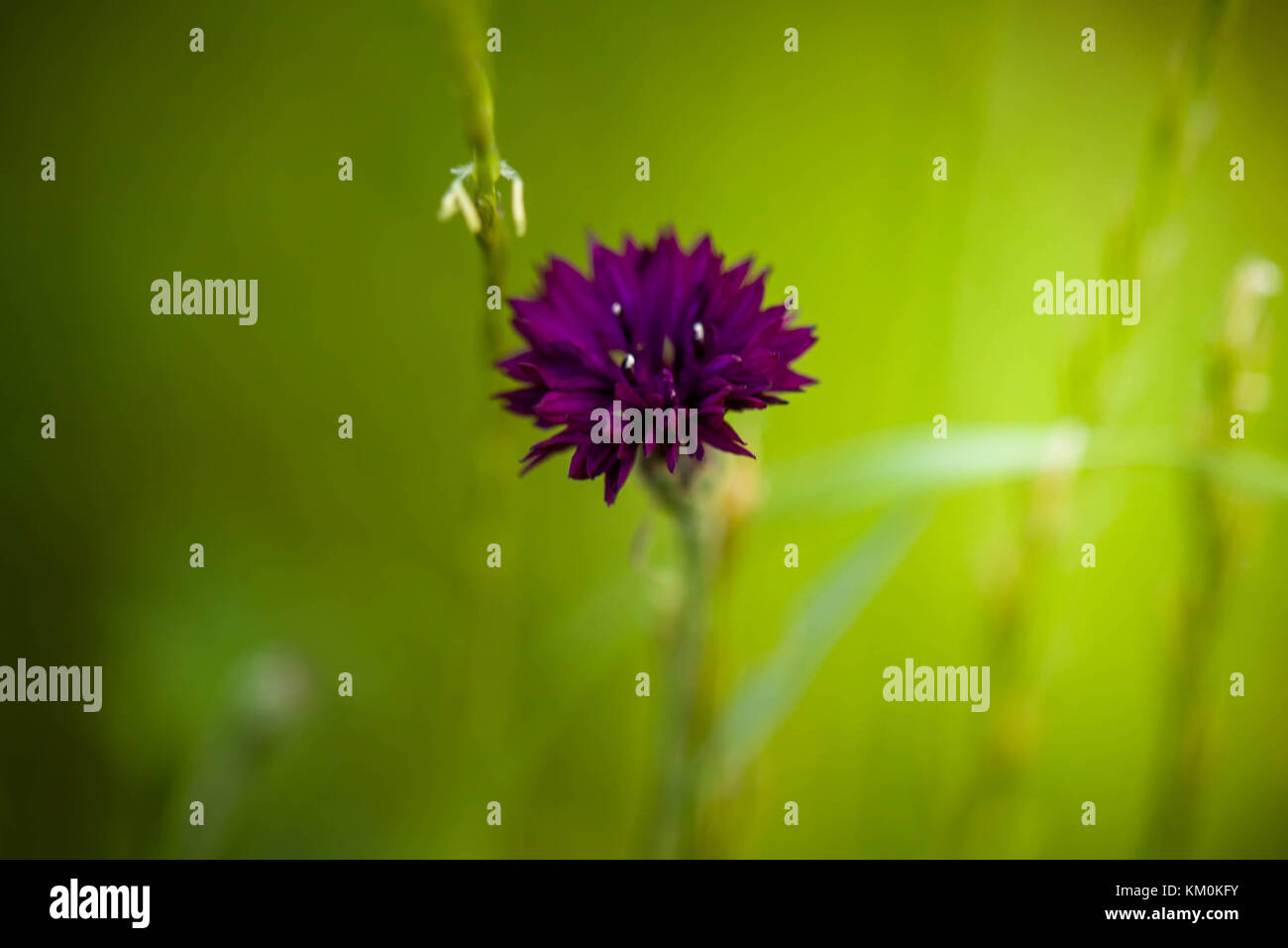 Purple flower weed Bush growing on the summer forest background Stock ...