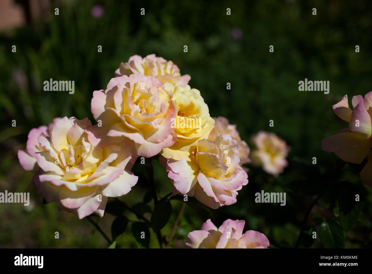 Some orange yellow roses in the garden Stock Photo - Alamy