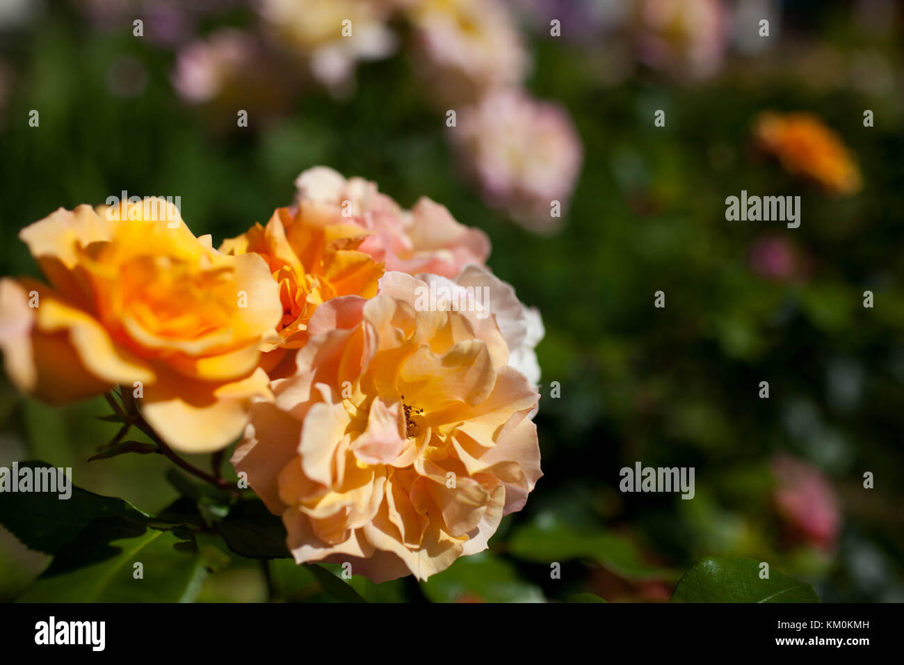 Some orange yellow roses in the garden Stock Photo - Alamy