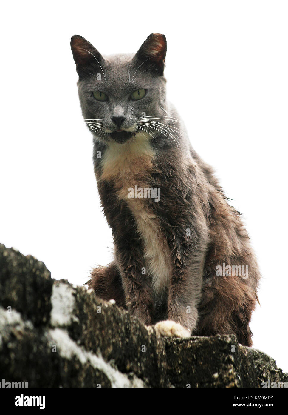Frazzled Cat Stock Photos & Frazzled Cat Stock Images - Alamy