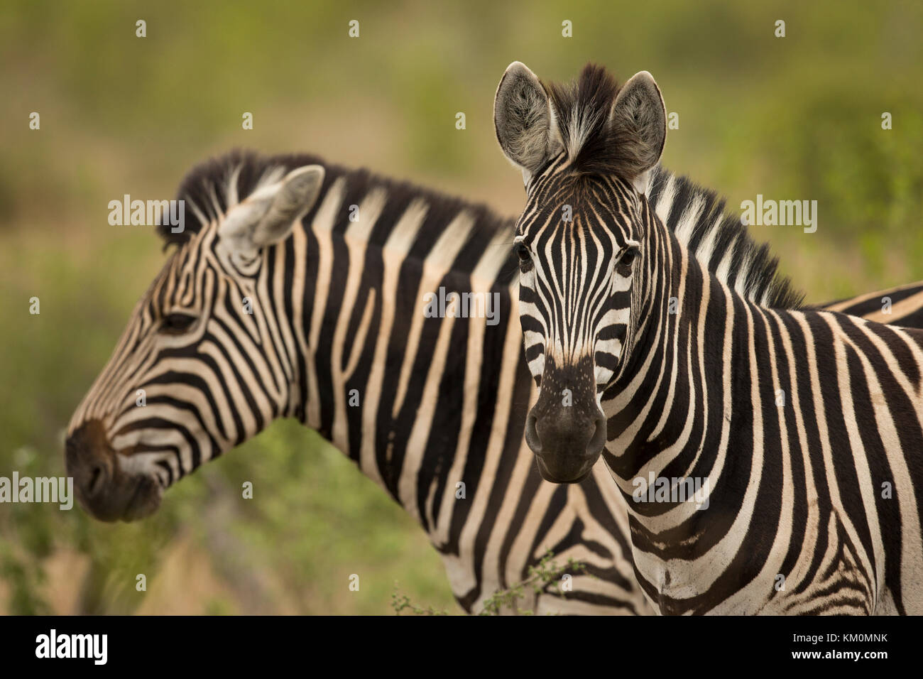 Plains Zebra, Kruger National Park, South Africa Stock Photo - Alamy