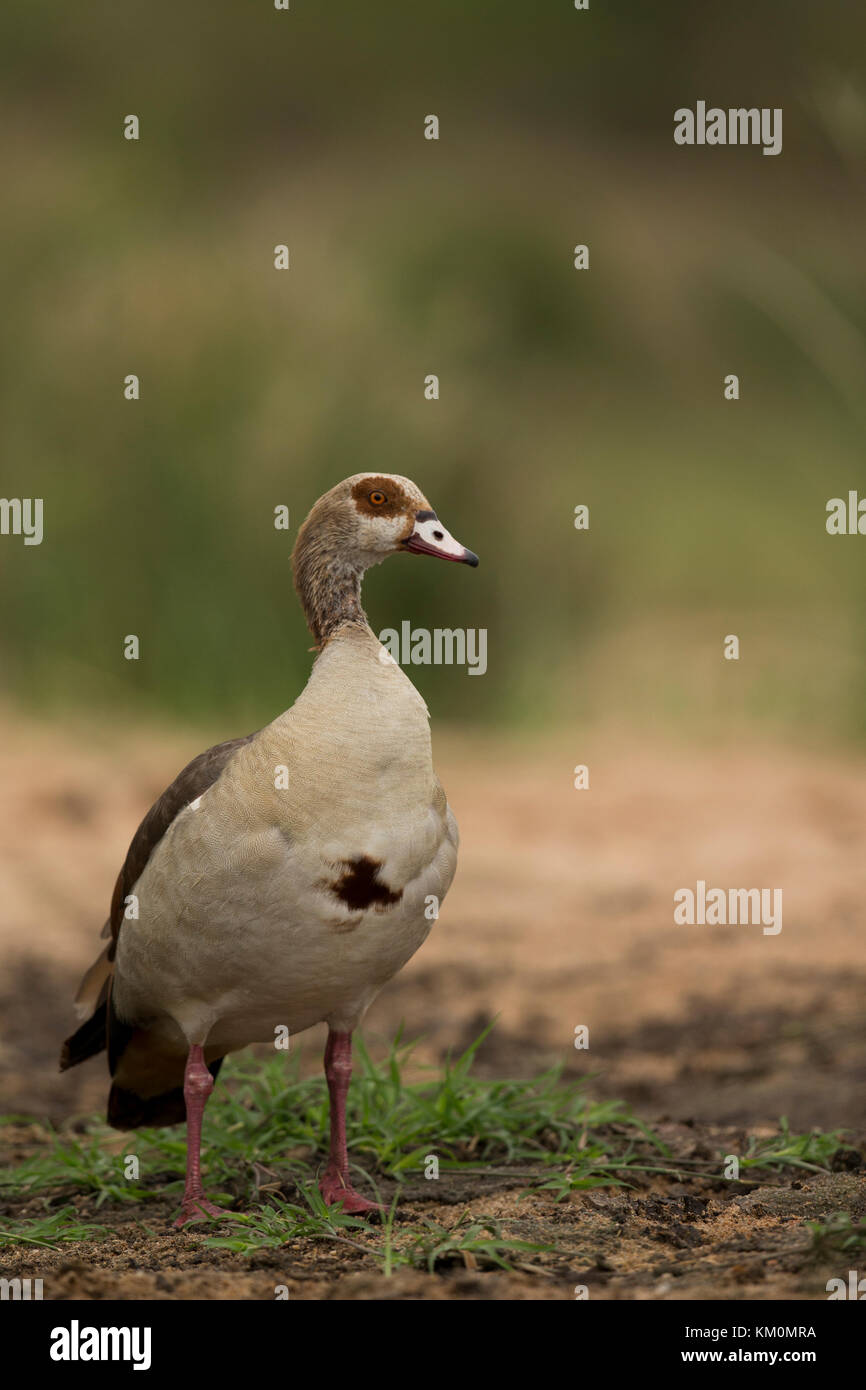 African goose species hi-res stock photography and images - Alamy