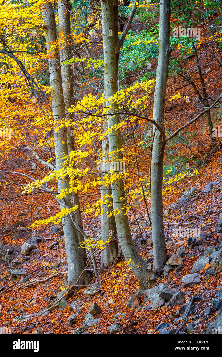 Beautifal autumn beech forest en mountain Montseny in Spain Stock Photo ...