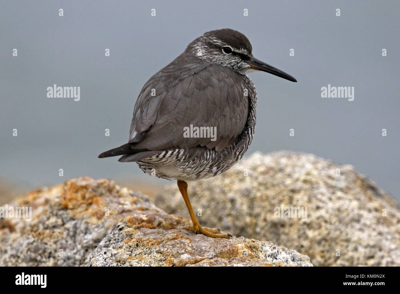 A wandering tattler bird sits on a rock at the California Coastal ...