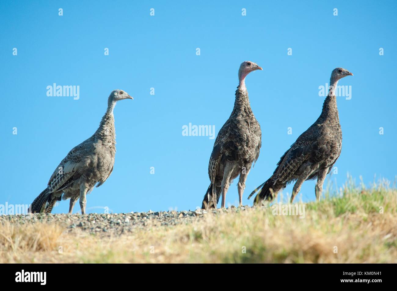 Juvenile wild turkeys hi-res stock photography and images - Alamy